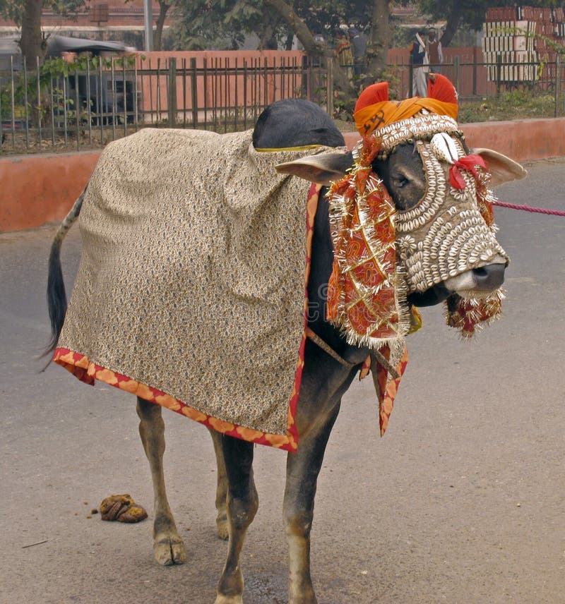 India - vaca sagrada foto de stock. Imagem de gado, sagrado - 110978