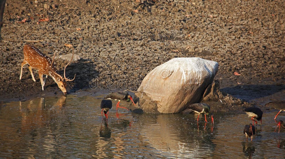 India Poop Girls Stock Photos - Free & Royalty-Free Stock Photos from ...