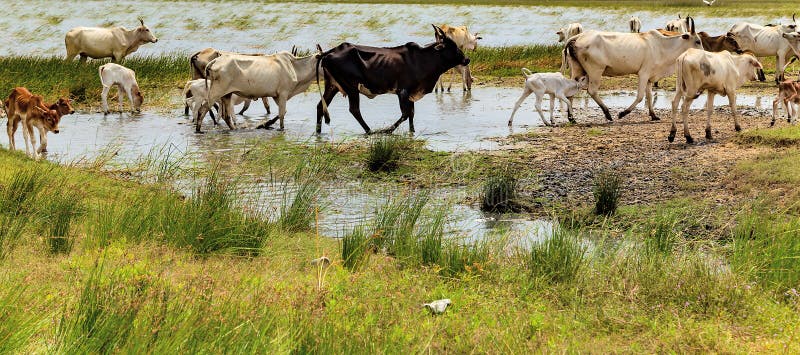 India Zebu Cows Summer Rural Landscape Stock Image - Image of cattle ...