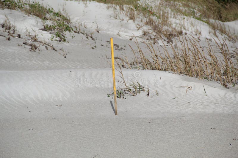 Sea Turtle Nesting Area after Hurricane Milton Editorial Stock Image ...