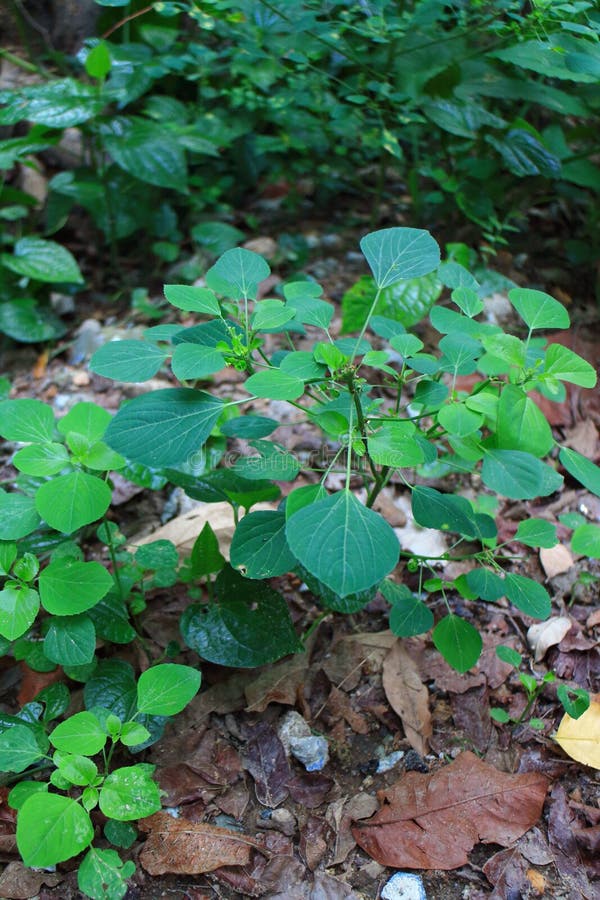 Indian Acalypha, Three Seeded Mercury or Acalypha Indica Plants Stock ...