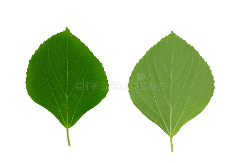Indian Acalypha Leaves or Indian Nettle Front and Back Isolate Stock ...