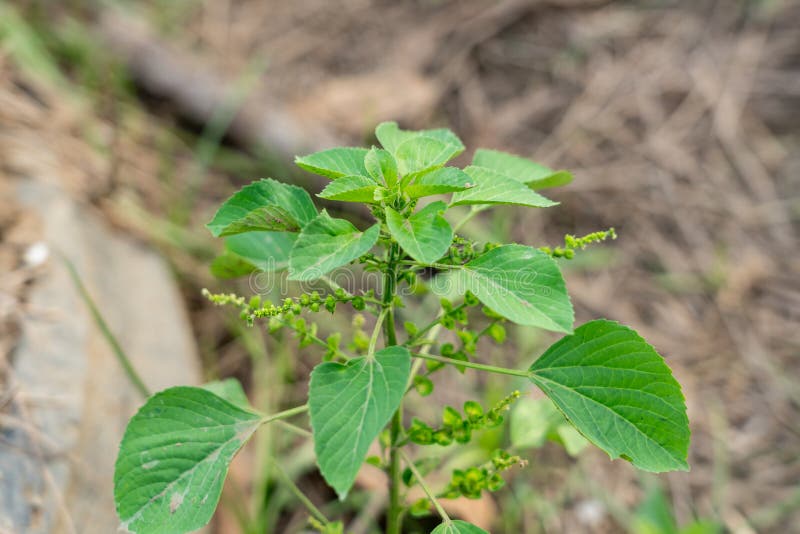 Indian acalypha tree stock image. Image of organic, thailand - 358536901