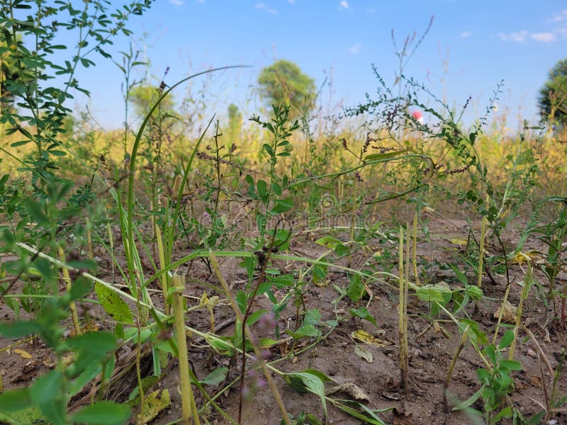 Indian Agricultural Field with Unnecessary Wild Plants Stock Photo ...