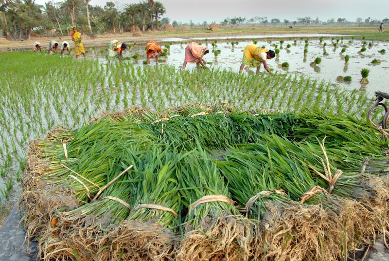 Indian Agriculture editorial stock photo. Image of food - 18326318