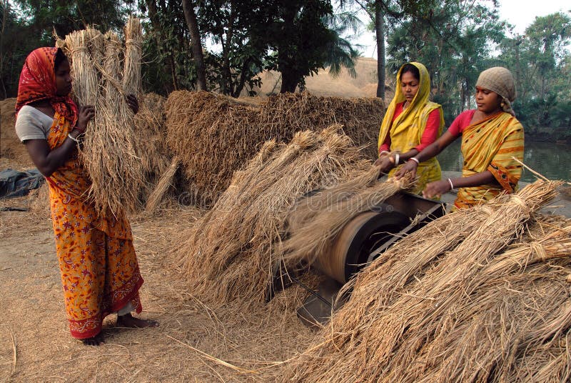 Indian Agriculture editorial photo. Image of remote, tree - 18376301