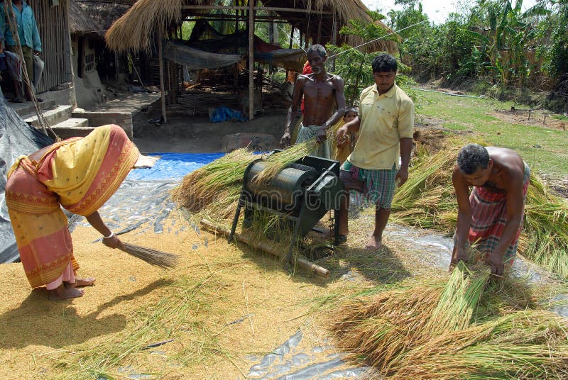 Indian Agriculture editorial image. Image of editorial - 24747040