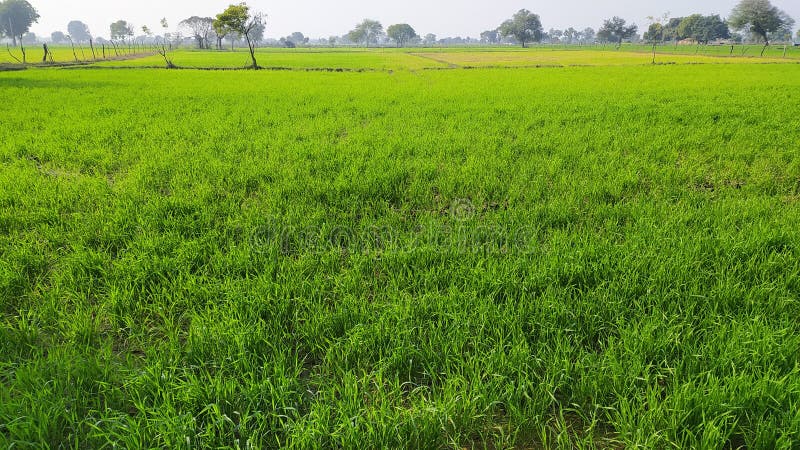 Indian agro farm stock photo. Image of wheat, farm, vfarm - 173117746