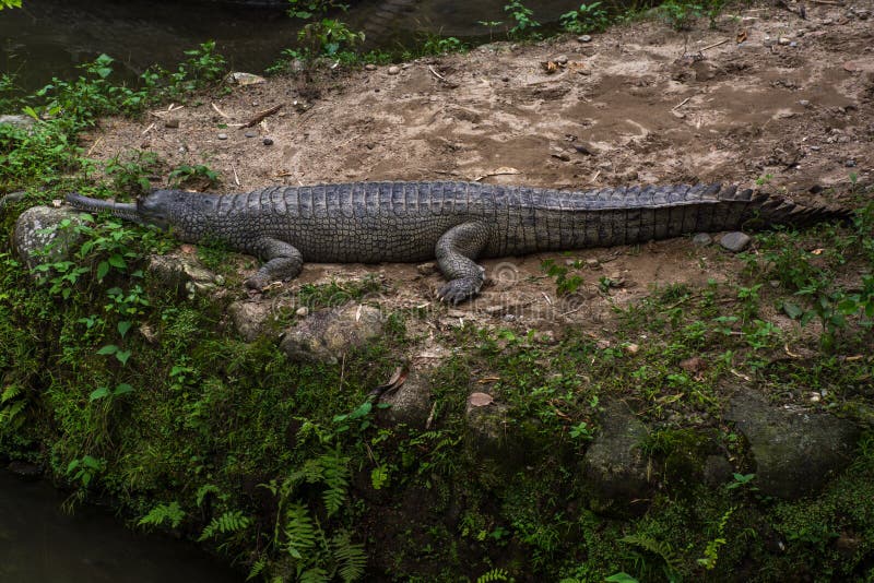 Fat Alligator on Ground stock image. Image of animal - 87753091