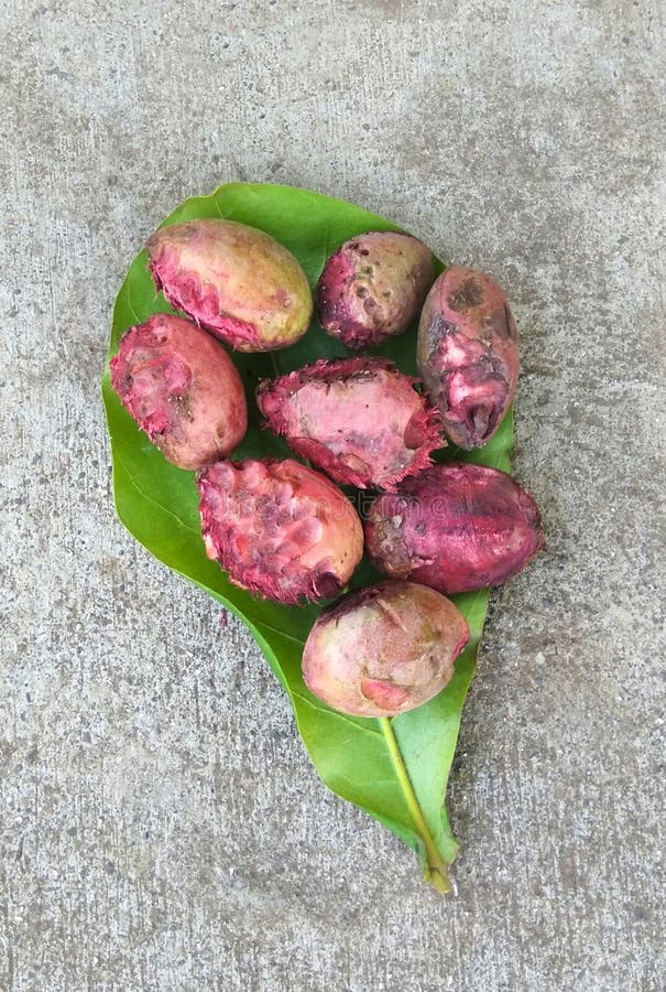 Indian Almond Badam Ranmeva & X28; Sea Almond & X29; Stock Image ...