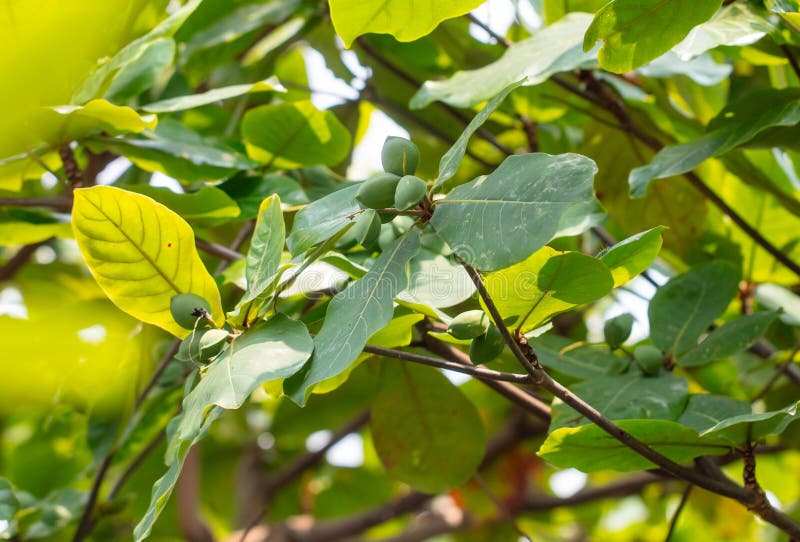 Indian Almonds on the Tree. Close-up Stock Image - Image of summer ...