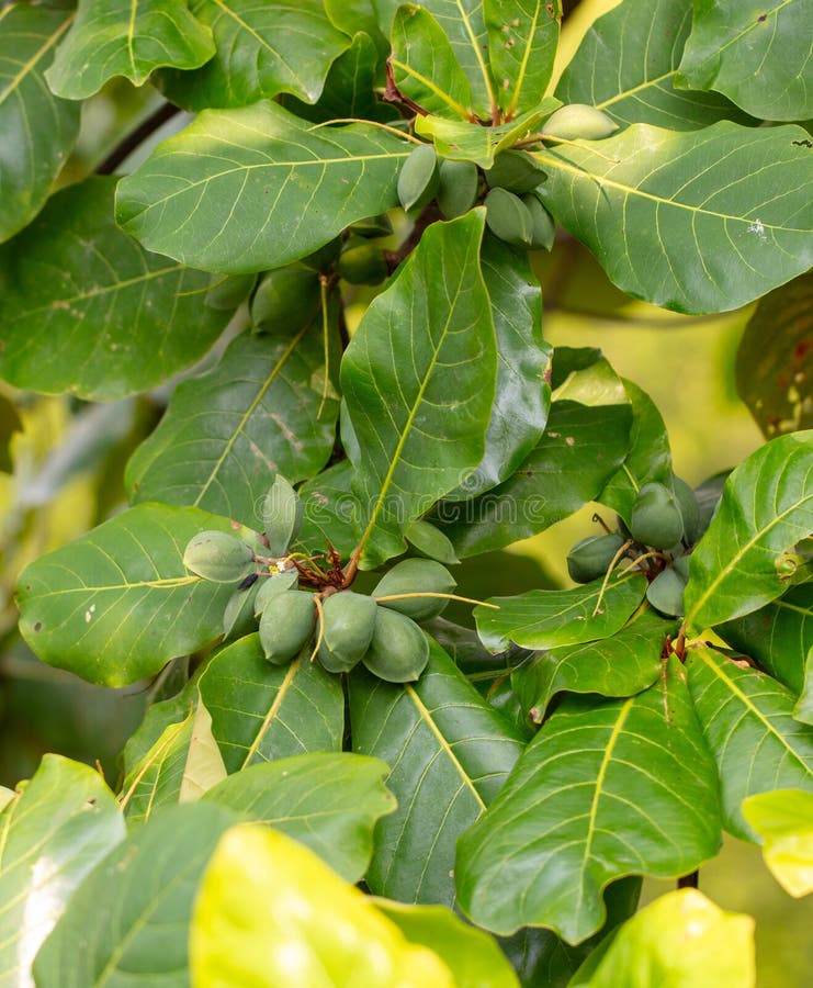 843 Indian Almond Tree Stock Photos - Free & Royalty-Free Stock Photos ...