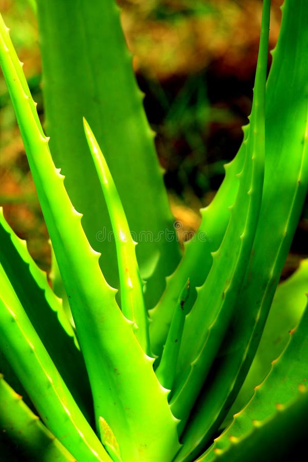 Indian Aloe Vera Plant-I stock photo. Image of green, thorns - 3203296