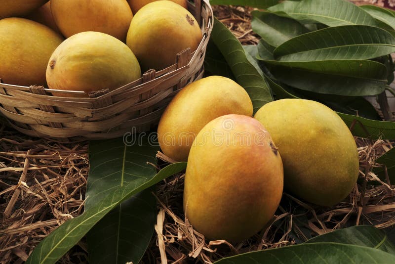 Indian Alphonso Mangoes Hanging on Mango Tree - Mangifera Indica Stock ...