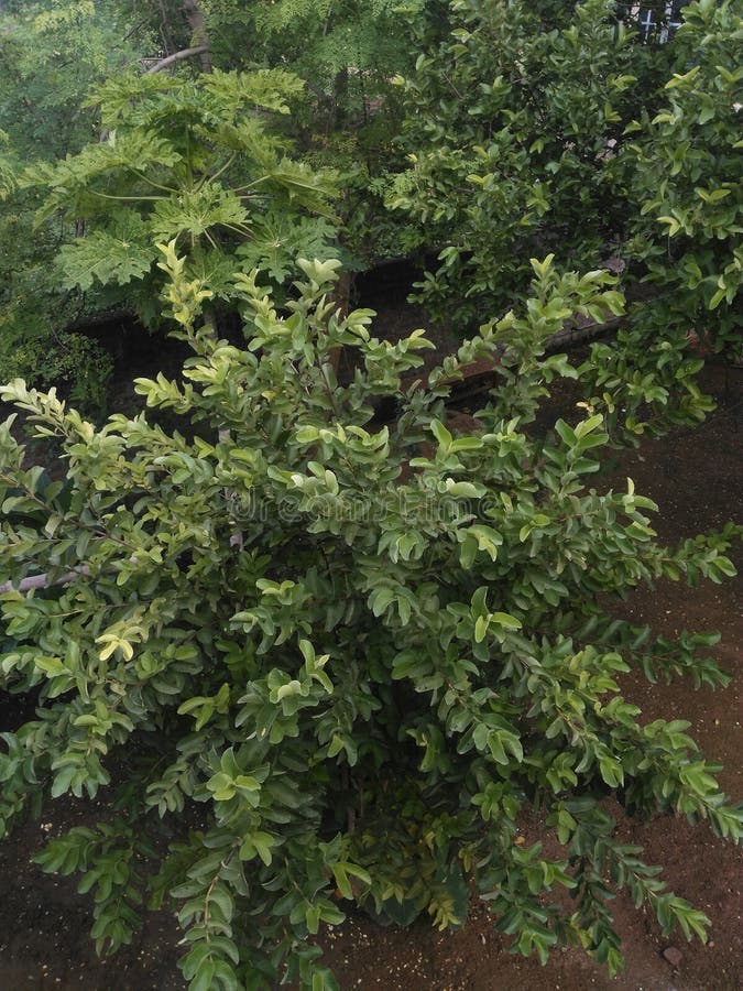 Amarud Tree Stock Photos - Free & Royalty-Free Stock Photos from Dreamstime