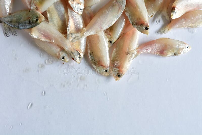 Indian Anchovy or Kozhuva / Netholi Stock Photo - Image of dinner ...