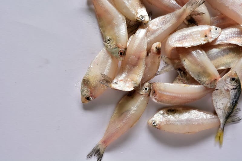 Indian Anchovy or Kozhuva / Netholi Stock Image - Image of delicious ...