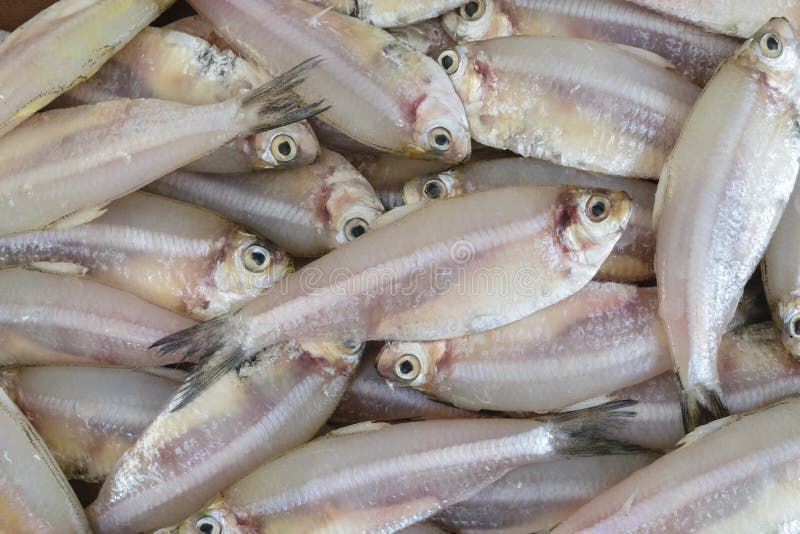 Indian Anchovy or Kozhuva / Netholi Stock Image - Image of netholi ...