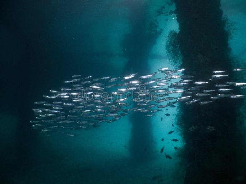 Indian Anchovy - Tolephorus Indicus Stock Image - Image of seascape ...