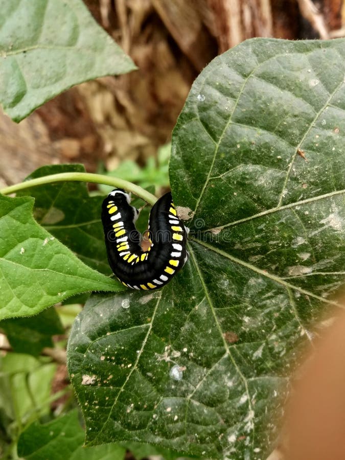 Assame Images Stock Photos - Free & Royalty-Free Stock Photos from ...