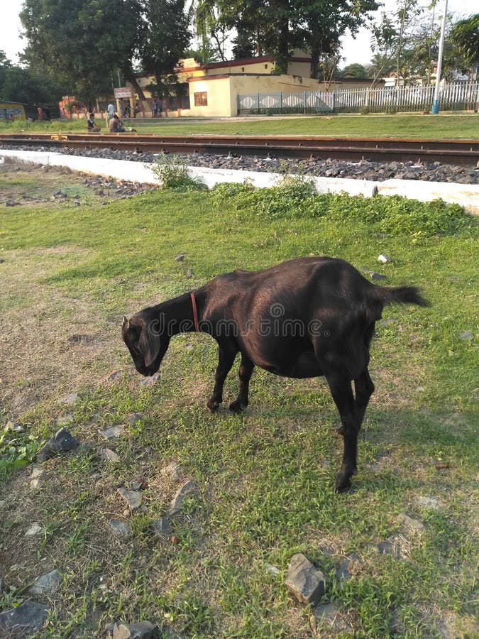 Indian Animal a Single Goat Stock Image - Image of station, colour ...