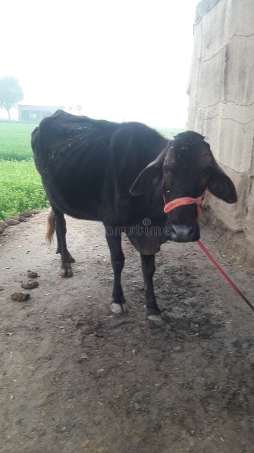 Indian Animal Good Looking and Smart Cow Stock Photo - Image of looking ...