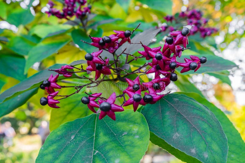 Indian Arrow Root Beutifull Tree Stock Image - Image of florida, colors ...
