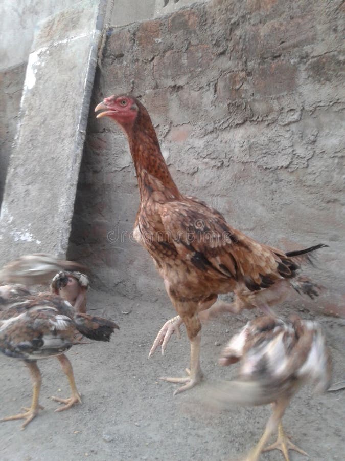 Indian asil fighter hen stock image. Image of fighter - 124941513