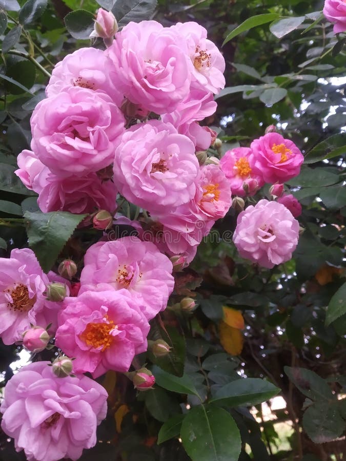 Indian Assam Rose Gulap Biutiful Rose Stock Photo - Image of gulap ...