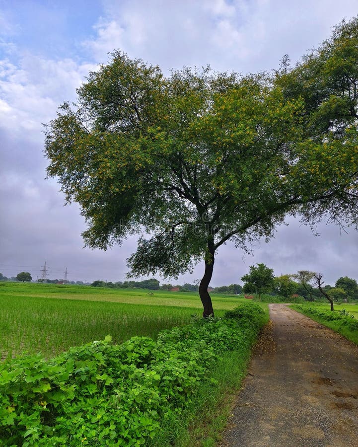 Indian Babool Standing Alone Along the Road Stock Image - Image of ...