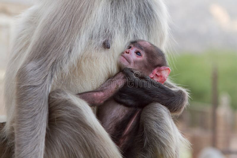 Indian baby monkey stock image. Image of primitive, rishikesh - 153020285