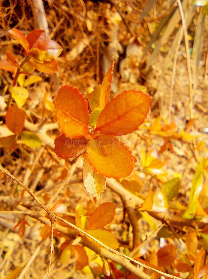 Indian Baby Palm Tree with New Leaf Stock Photo - Image of leaf, food ...
