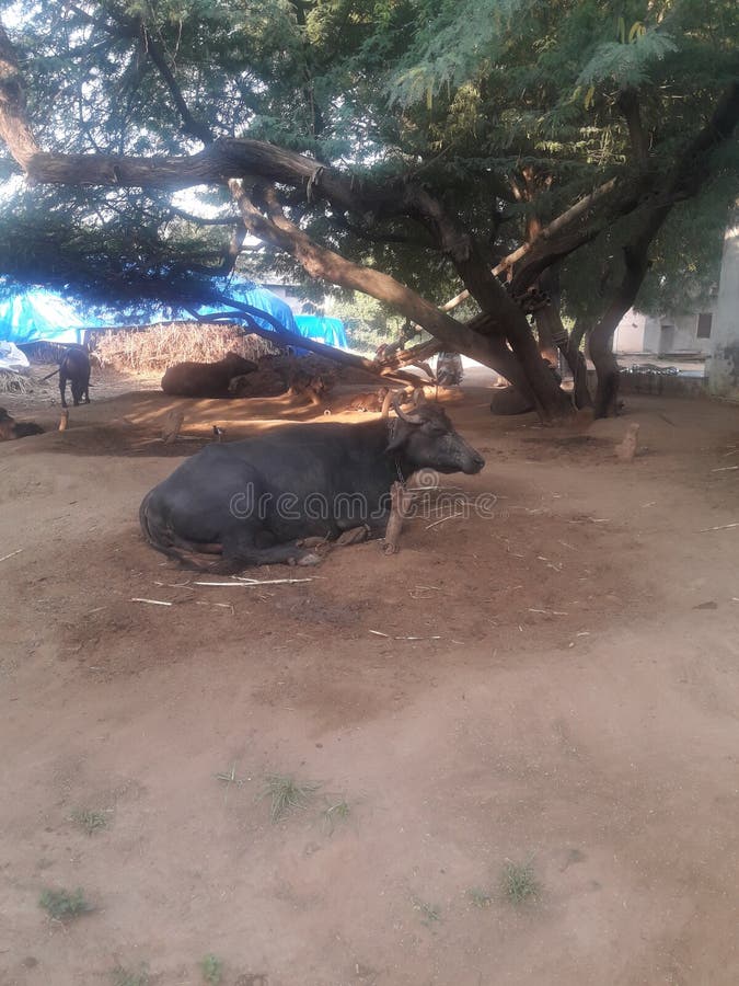 Indian bafelo stock image. Image of indian, hause, cutting - 165436205