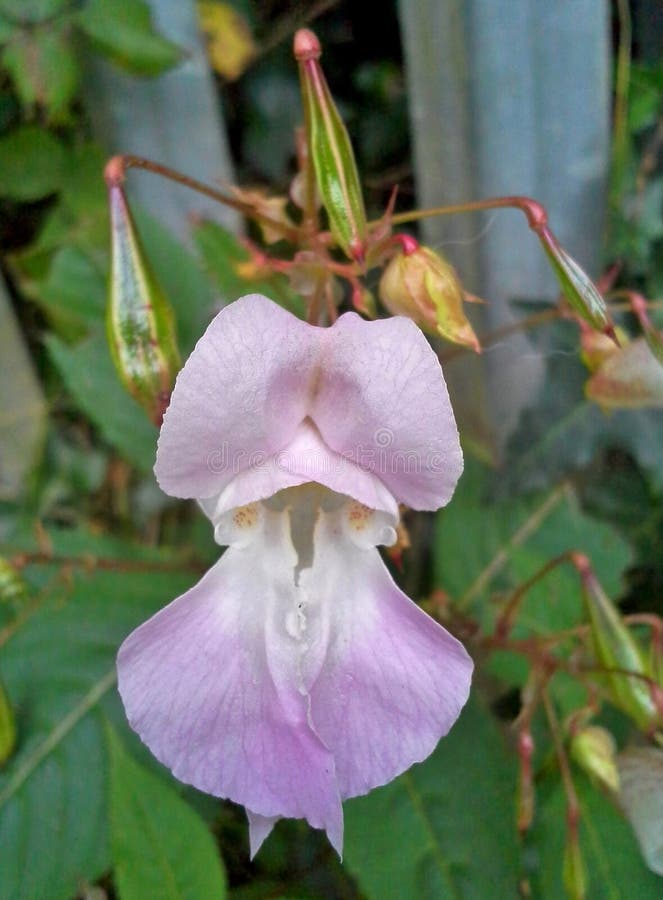 Indian Balsam Flower stock photo. Image of balsam, petal - 84315444