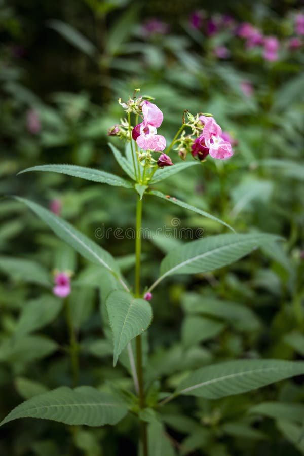 Indian Balsam Wildflower in a Forest Stock Photo - Image of herb ...