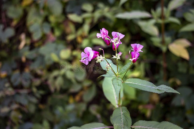 Indian Balsam Wildflower in a Forest Stock Photo - Image of himalayan ...