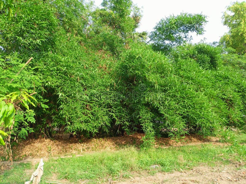 Indian Bamboo Garden Picture Stock Image - Image of bamboo, flower ...