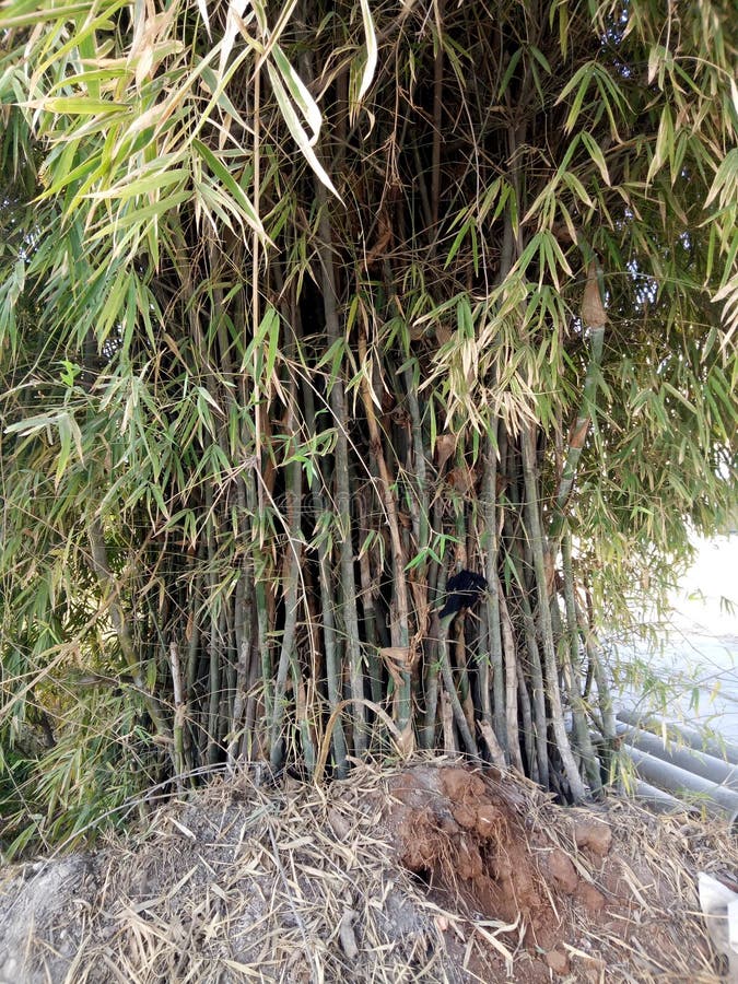 Indian bamboo tree stock photo. Image of fast, areas - 212598750