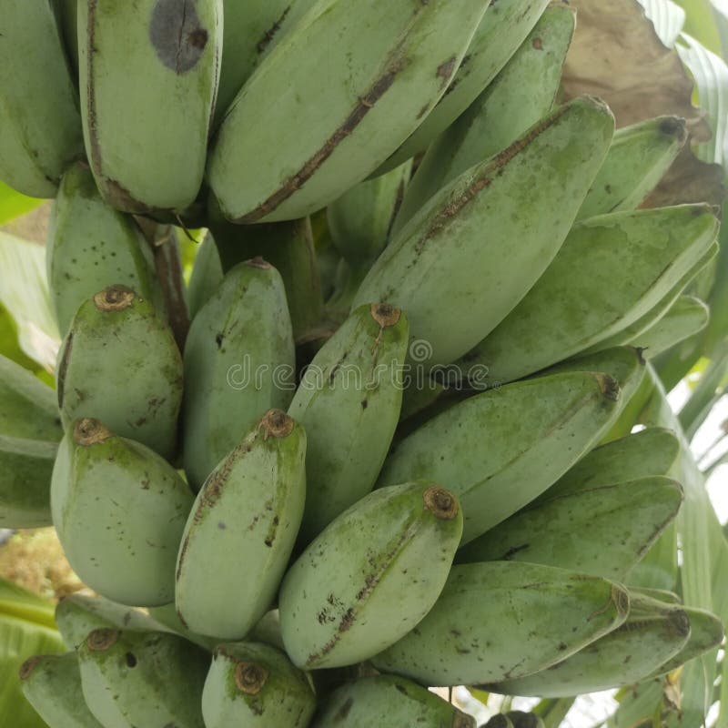 Indian Banana trees stock image. Image of herb, cactus - 342011945