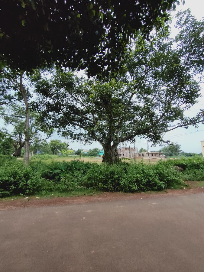 Indian Banian tree stock photo. Image of underwater - 191088090