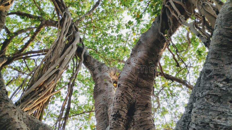 Indian Banyan Tree View from Bottom Low Angle Stock Image - Image of ...