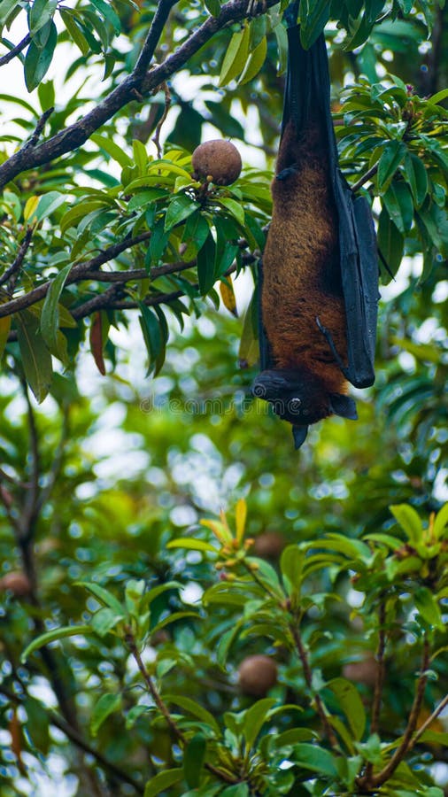Indian Bat Hanging in a Tree Stock Image - Image of wing, animal: 239716465