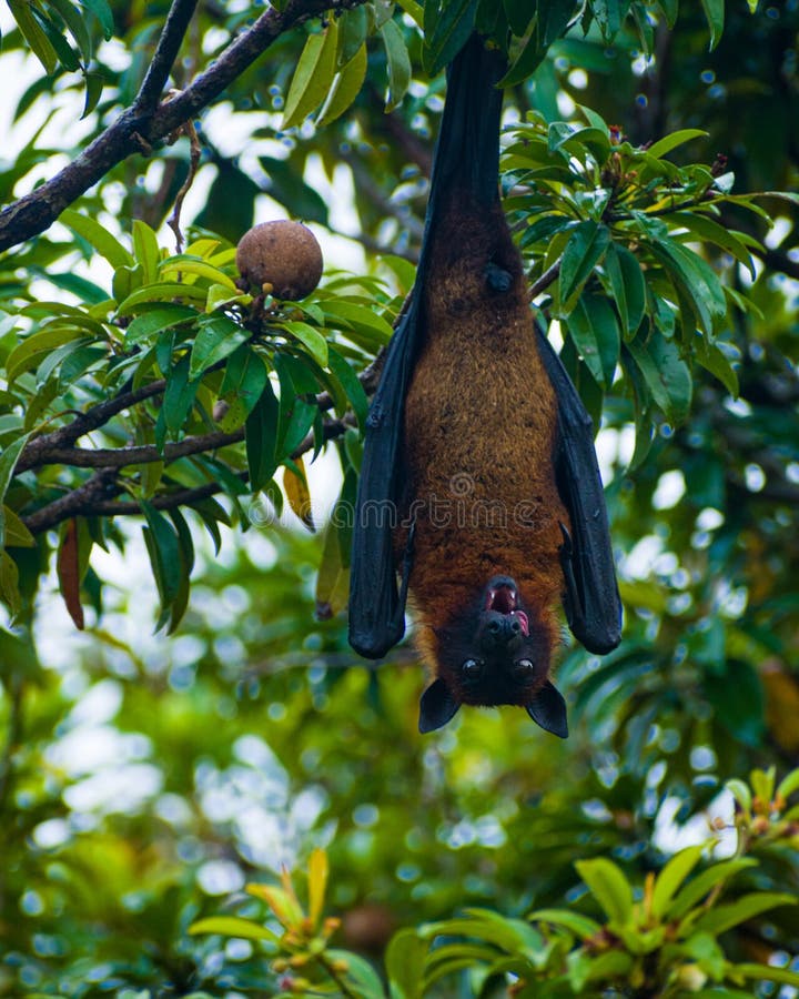 Indian Bat Hanging in a Tree Stock Photo - Image of tropical, exotic ...