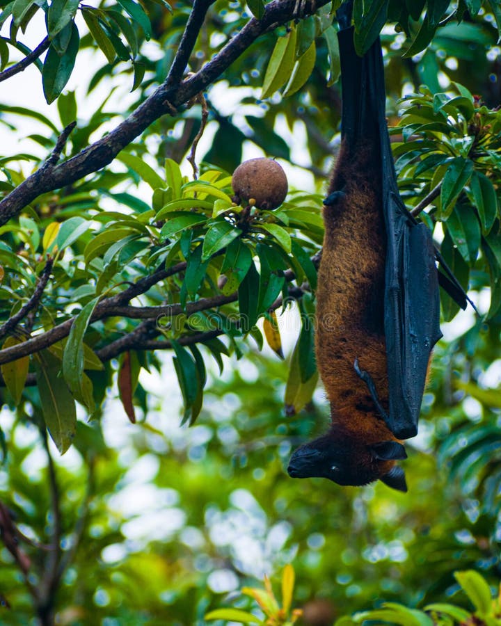 306 Indian Bat Tree Stock Photos - Free & Royalty-Free Stock Photos ...