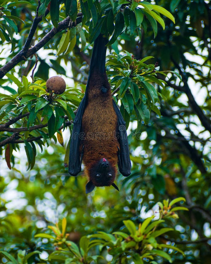 Indian Bat Hanging in a Tree Stock Image - Image of bird, isolated ...