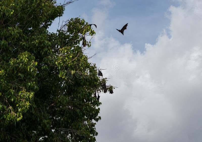 Bats Hunting and Hanging on Tree Stock Image - Image of looking, black ...