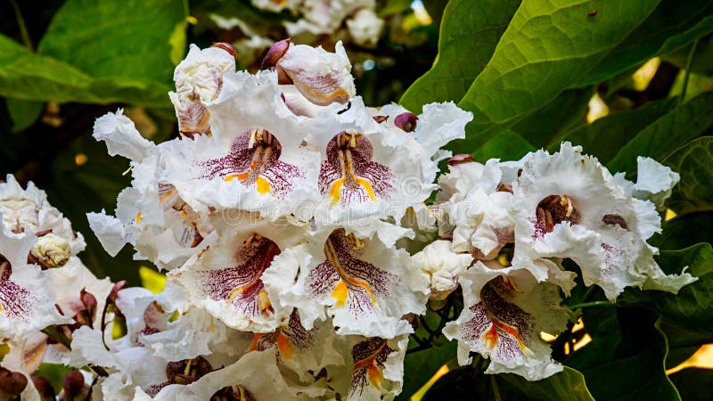 Indian bean tree flowers stock photo. Image of beauty - 83500014