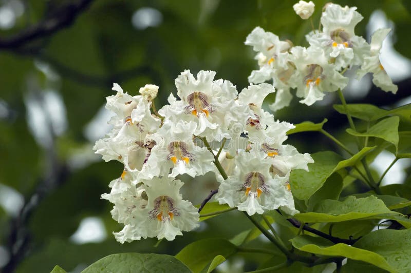 Indian Bean Tree flowers stock image. Image of closeup - 32882615