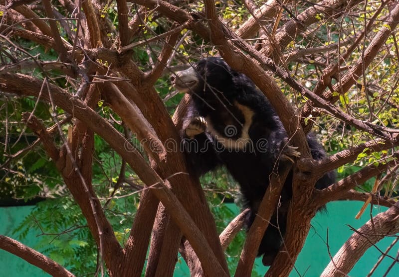 Indian Bear or Sloth Bear Melursus Ursinus Climbing on the Tree Stock ...