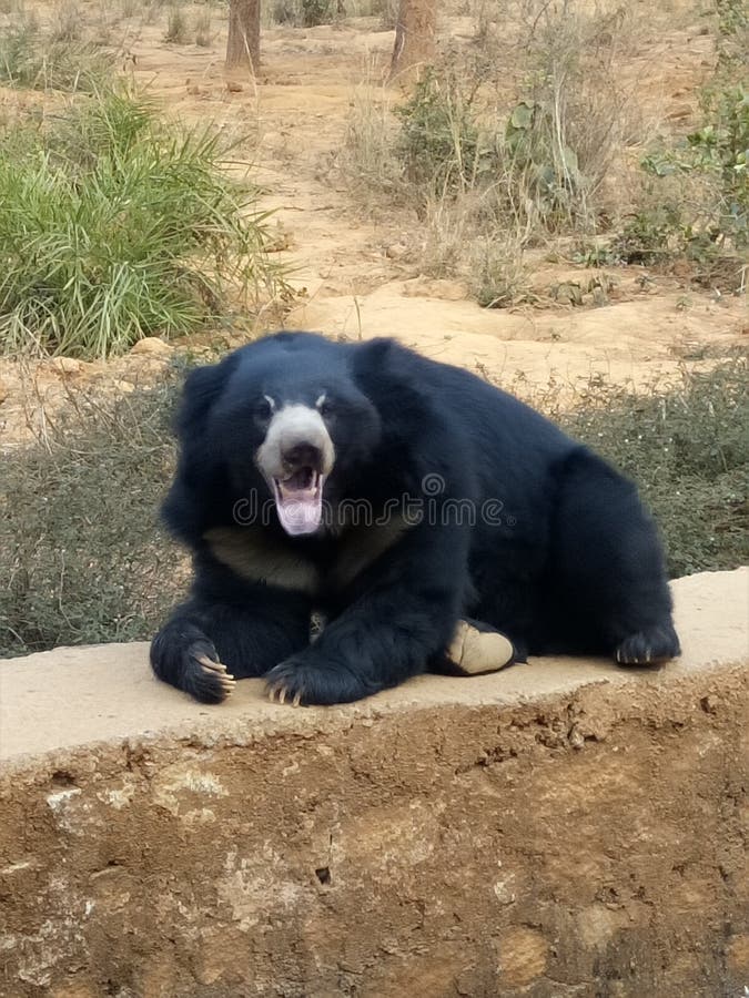 Indian Bear. stock image. Image of cute, mammal, sloth - 31064773